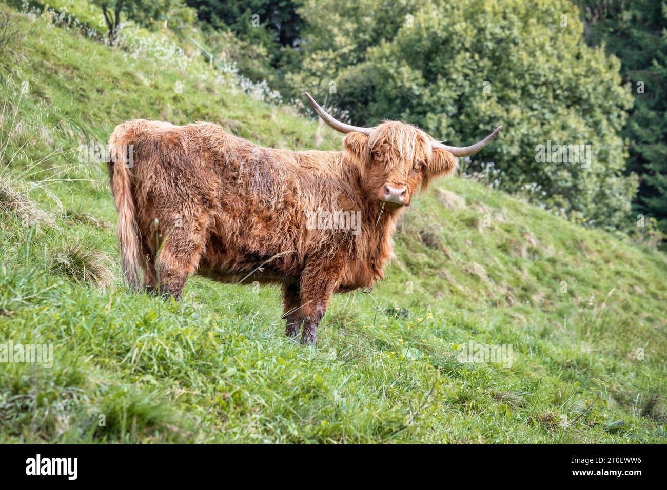 Cow with long hair hi-res stock photography and images - Alamy