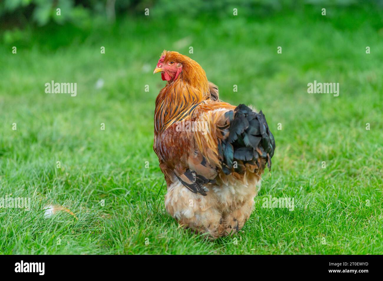 Brahma chicken uk hi-res stock photography and images - Alamy