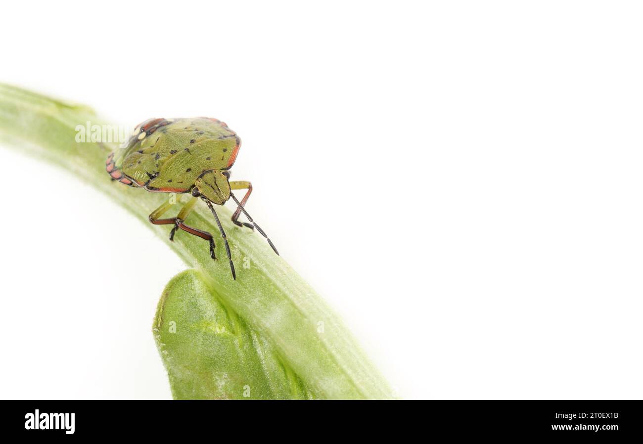 Isolated southern green stink bug instar on plant stem. Known as ...