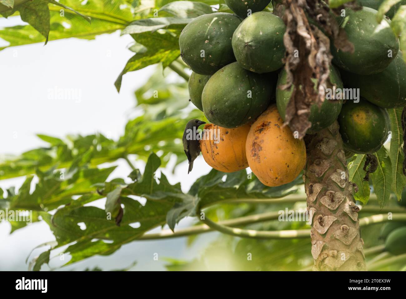 Palm Tanager (Thraupis palmarum) feeding on Papaya fruit in Ecuador ...