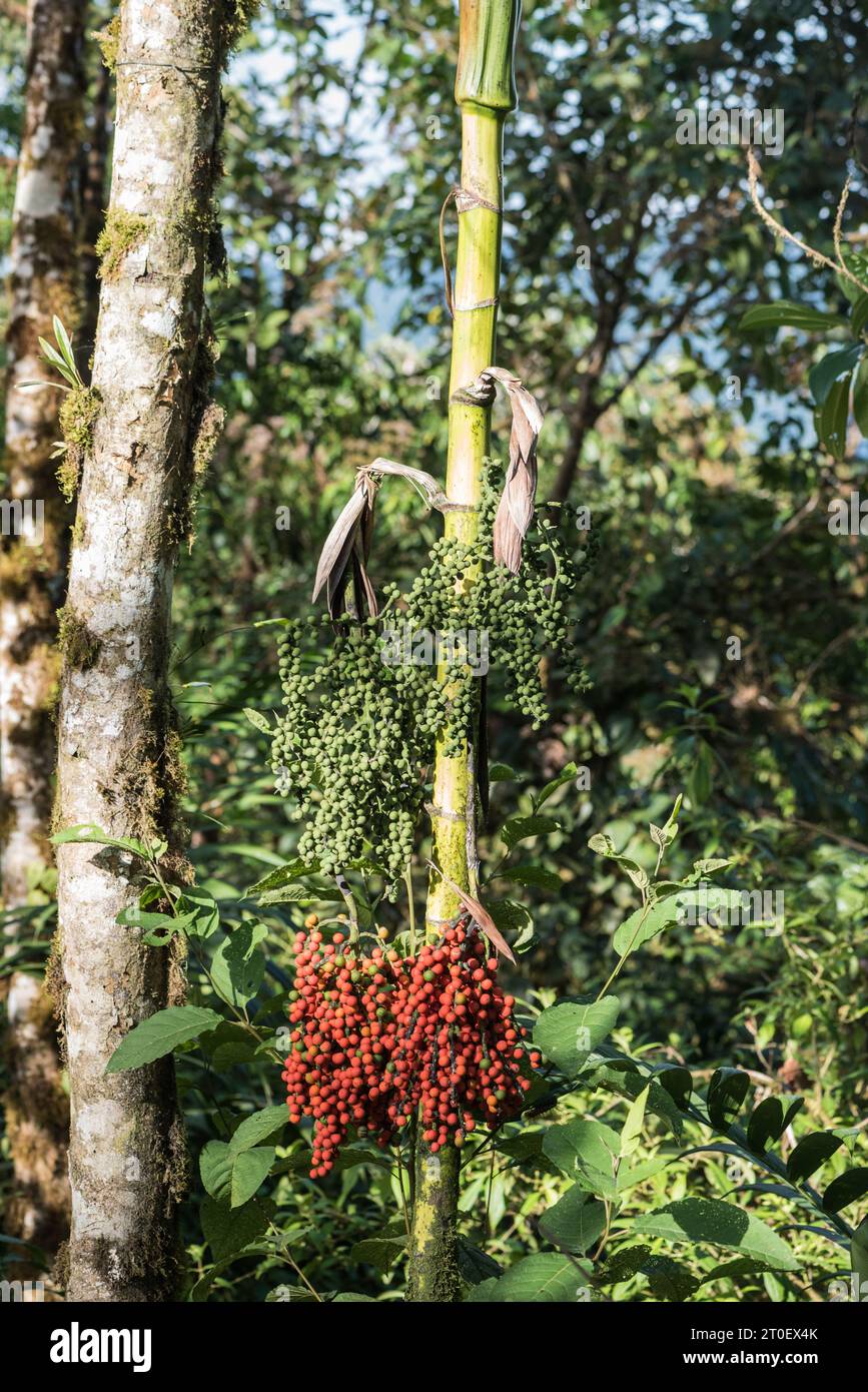 Palm tree fruits in Ecuador Stock Photo - Alamy