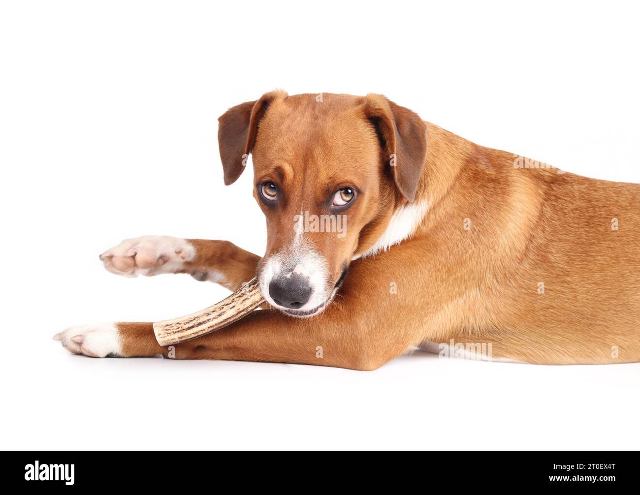 Dog with antler chew in mouth while looking at camera, side view. Puppy ...