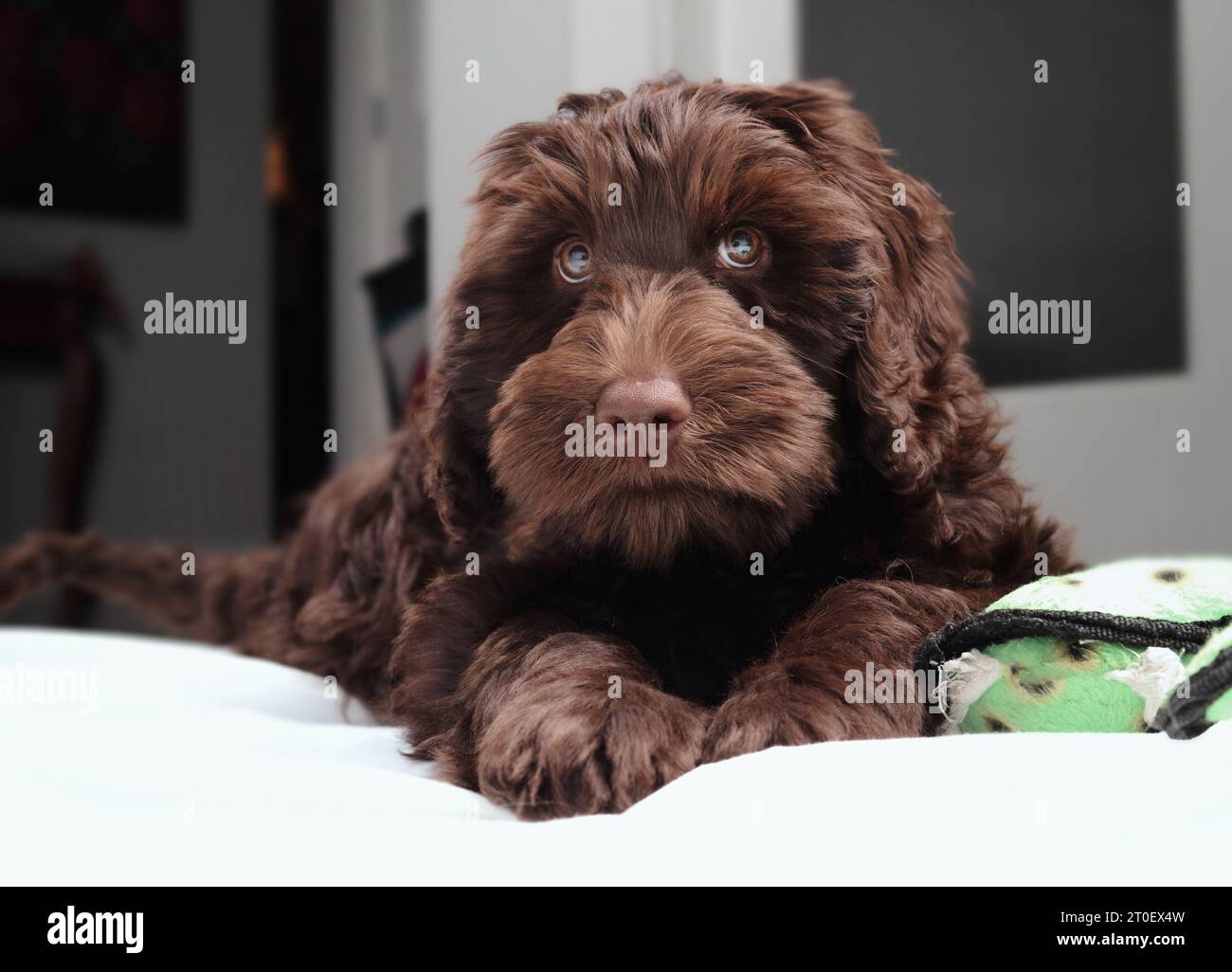 Brown labradoodle puppy lying on ground while looking at camera. Fluffy ...