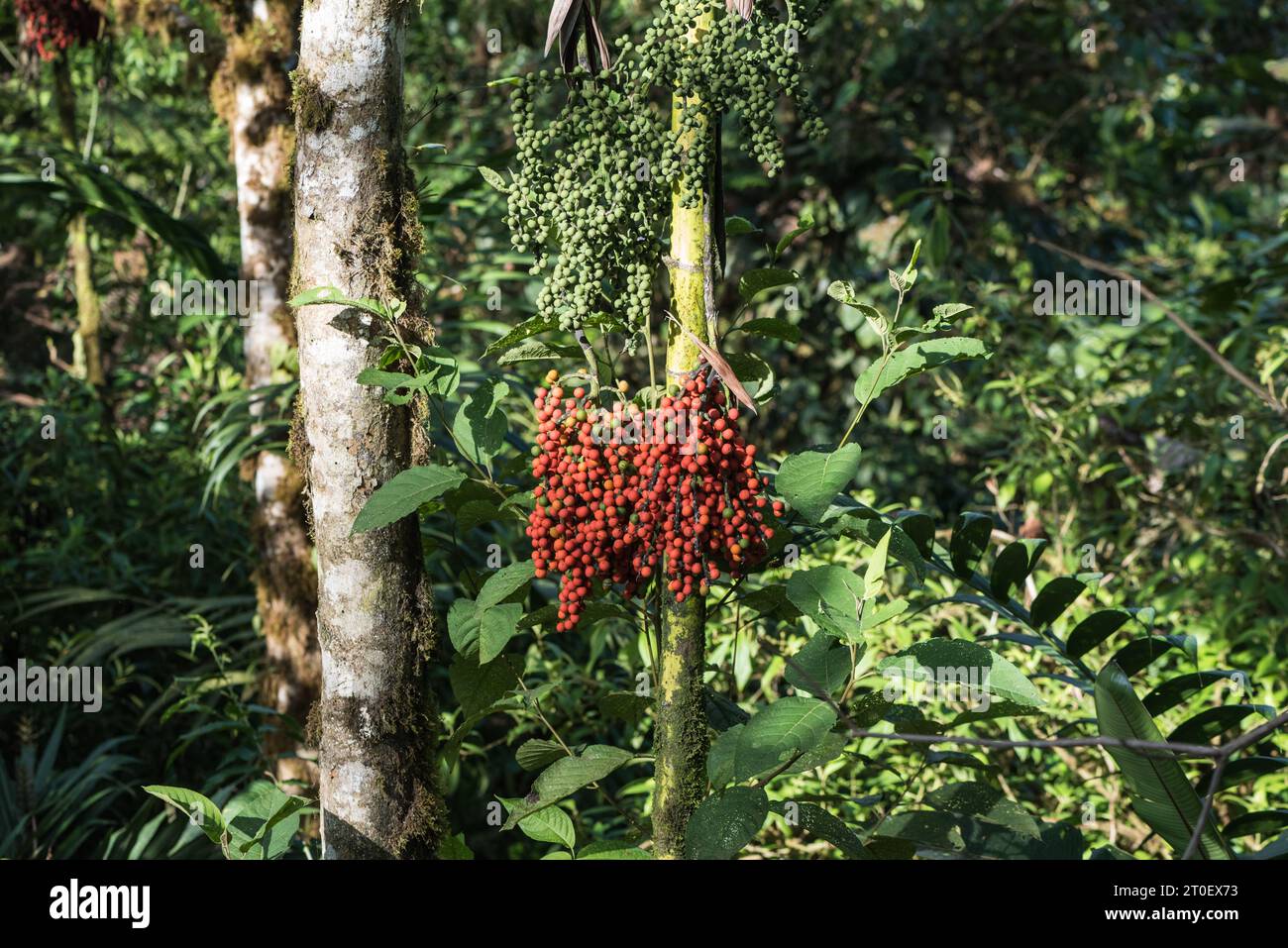 Berries of palm trees hi-res stock photography and images - Alamy