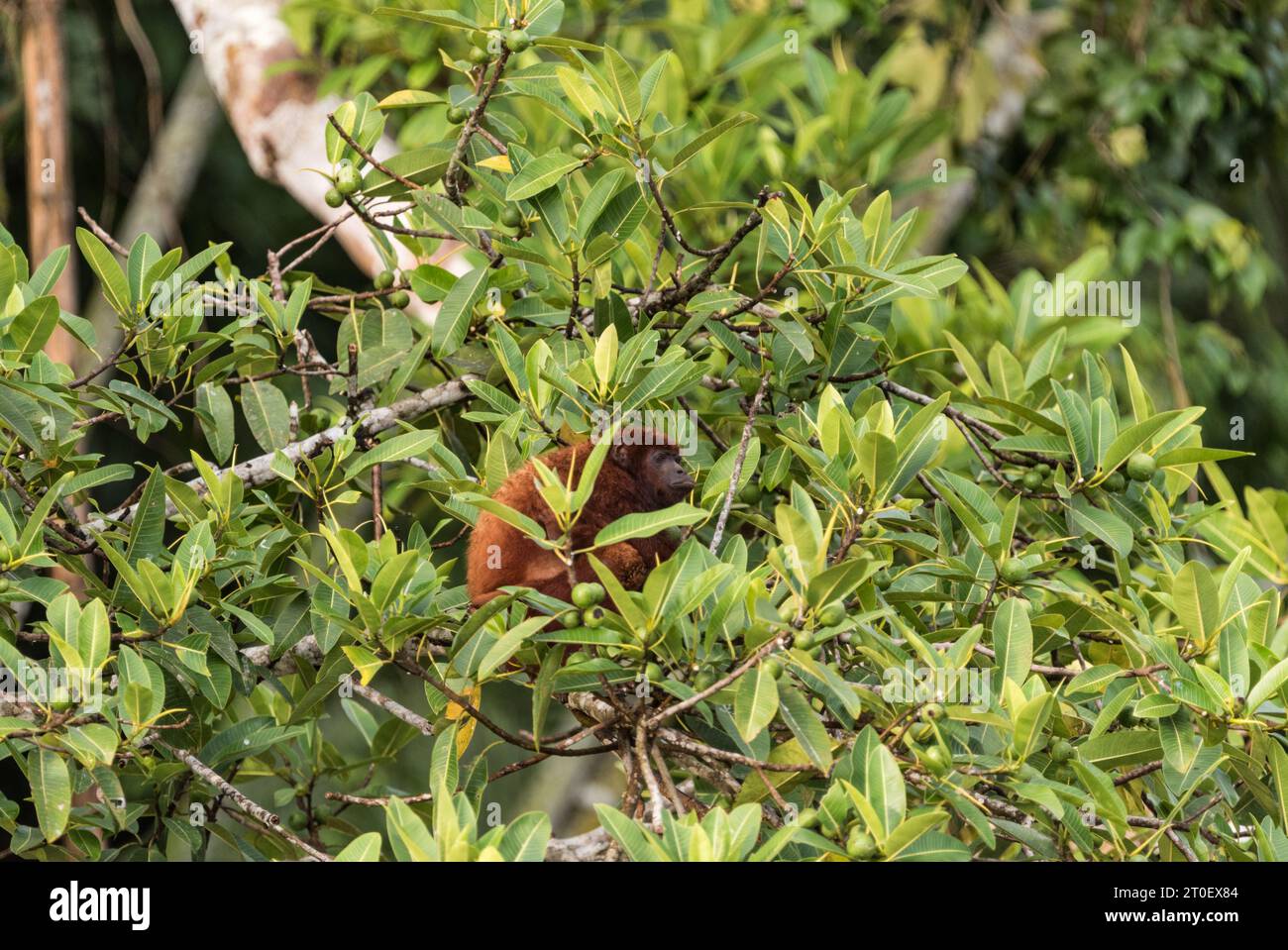 A female Red Howler Monkey (Alouatta seniculus) with baby feeding in ...