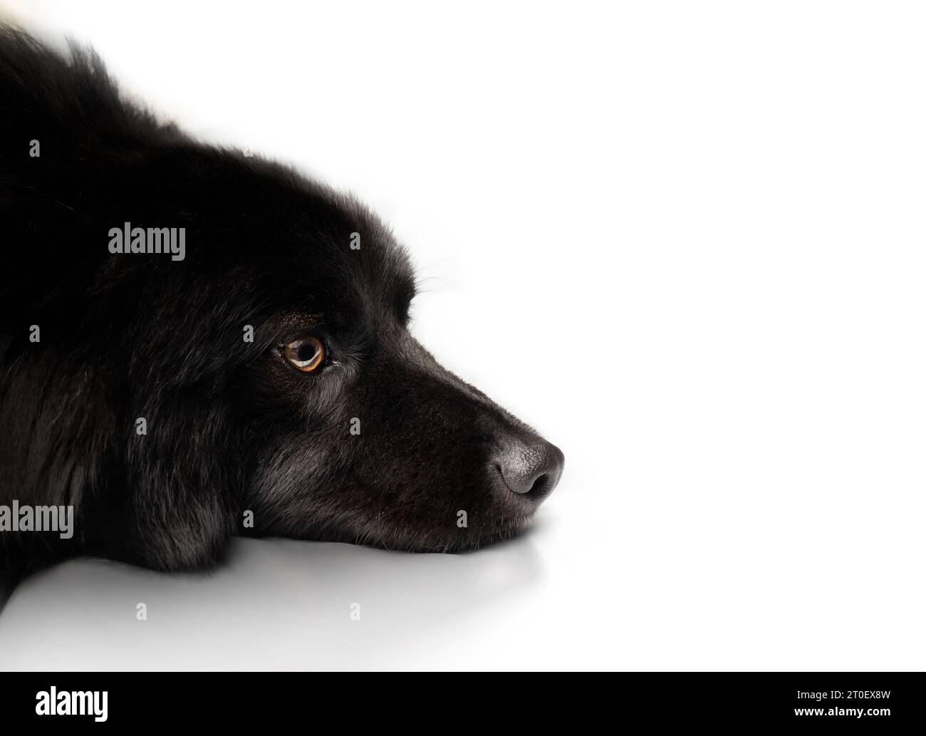 Isolated black dog lying with head on ground while looking sideways ...