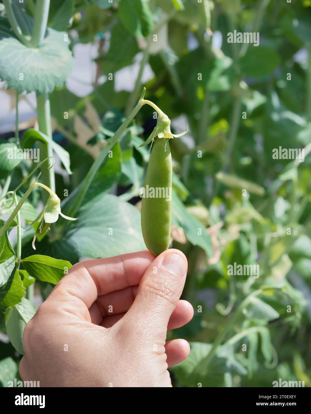 Hand holding pea pod in front of defocused plant foliage. Snap pea pod ...
