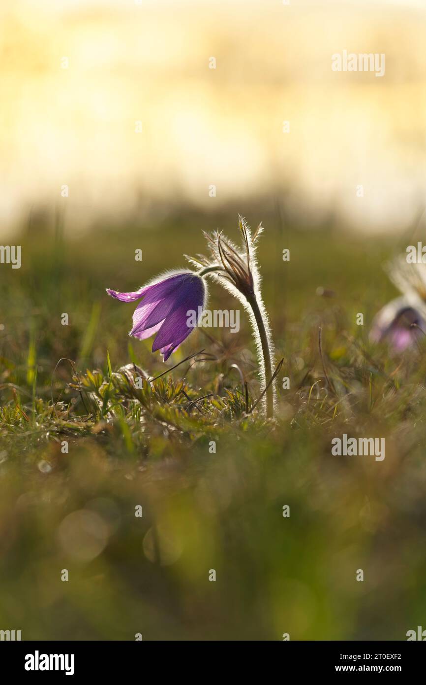 Purple cowslip hi-res stock photography and images - Alamy