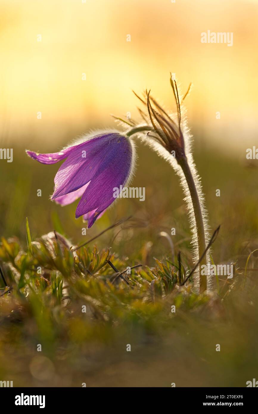 Purple cowslip hi-res stock photography and images - Alamy