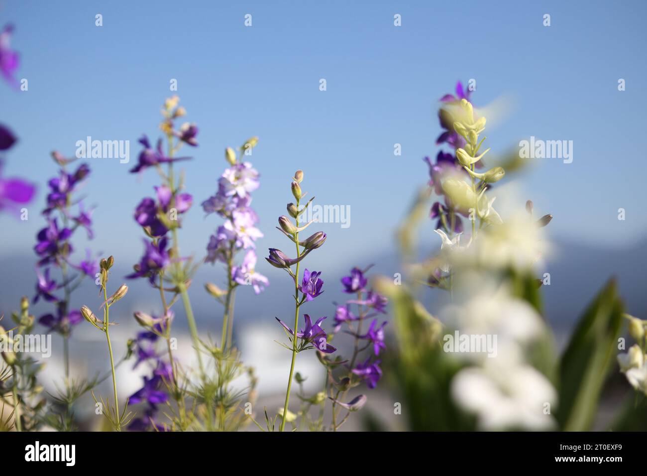 Rocket Larkspur in full bloom in front of mountains. Stunning purple ...