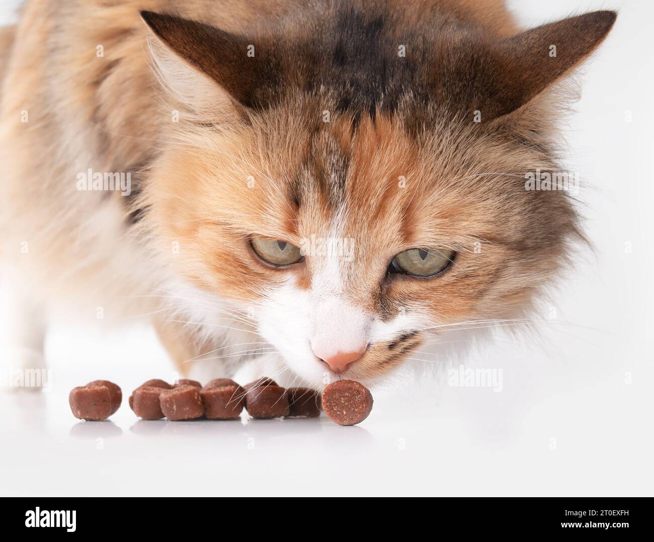 Curios cat sniffing on kibbles or treats with grey background. Cute ...