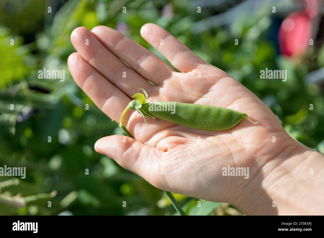 Hand holding pea pod in front of defocused plant foliage. Snap pea pod ...