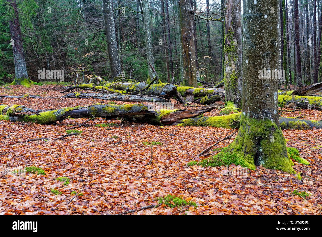 Beech forest and old-growth forest in the Wotansborn forest reserve in ...