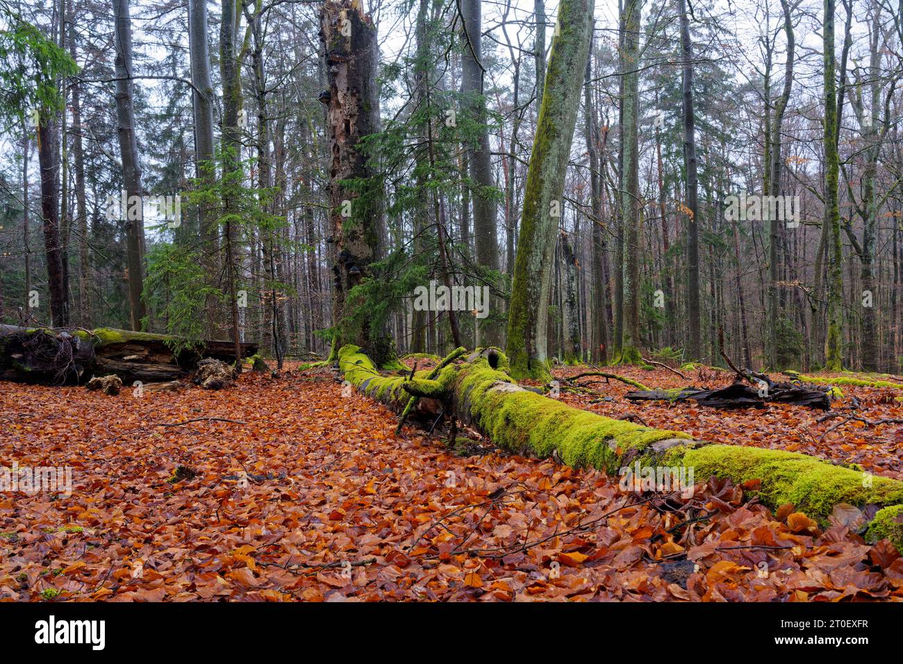 Beech forest and old-growth forest in the Wotansborn forest reserve in ...