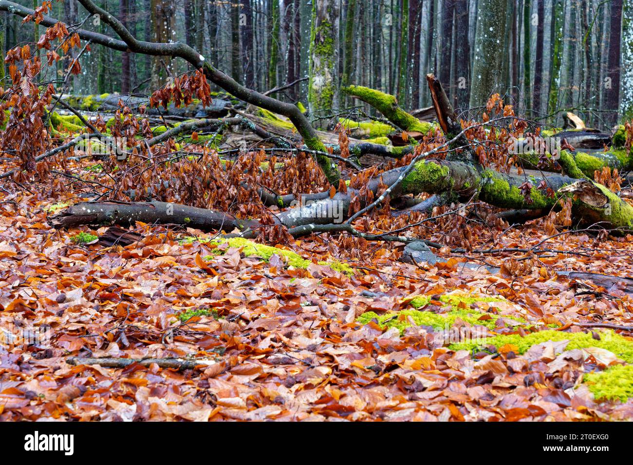 Beech forest and old-growth forest in the Wotansborn forest reserve in ...