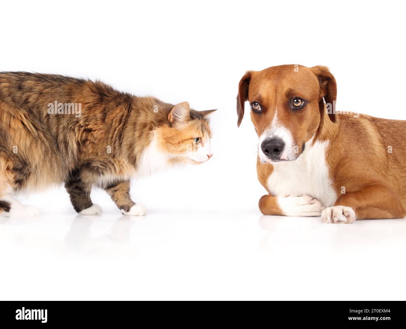 Cat and dog introduction. Face to face meeting of cat and new dog. How ...