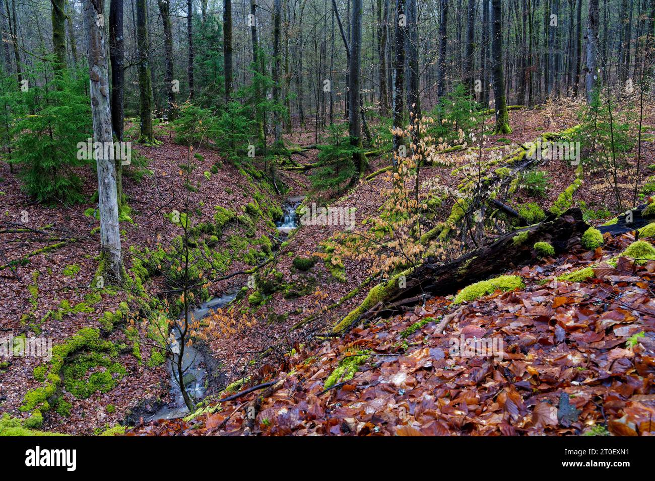 Oldwood tree hi-res stock photography and images - Alamy