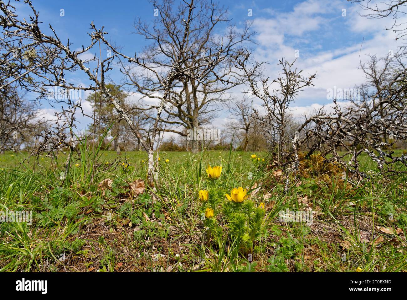 Spring Adonis Rose, Spring Adonis, Adonis vernalis Stock Photo - Alamy
