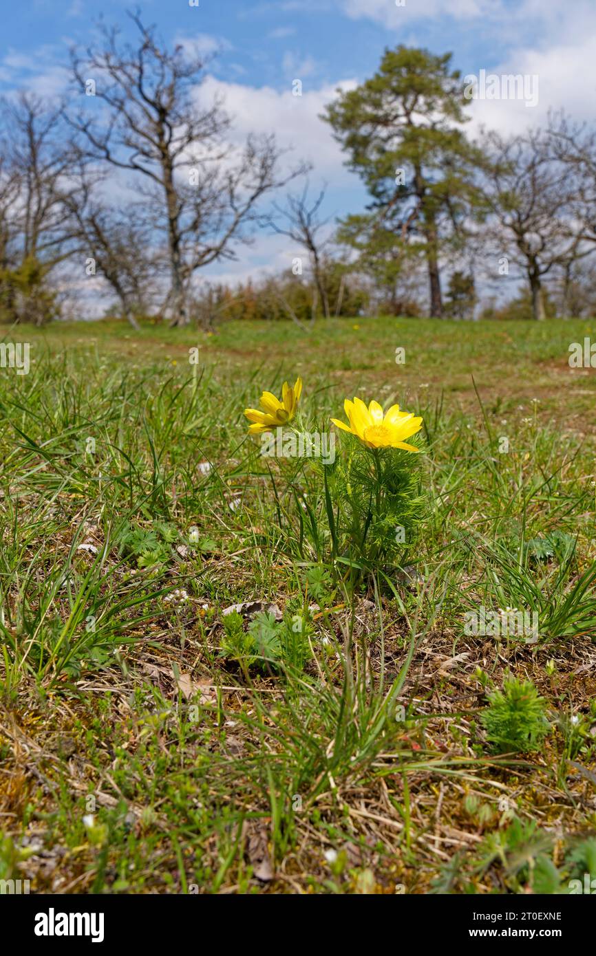 Spring Adonis Rose, Spring Adonis, Adonis vernalis Stock Photo - Alamy
