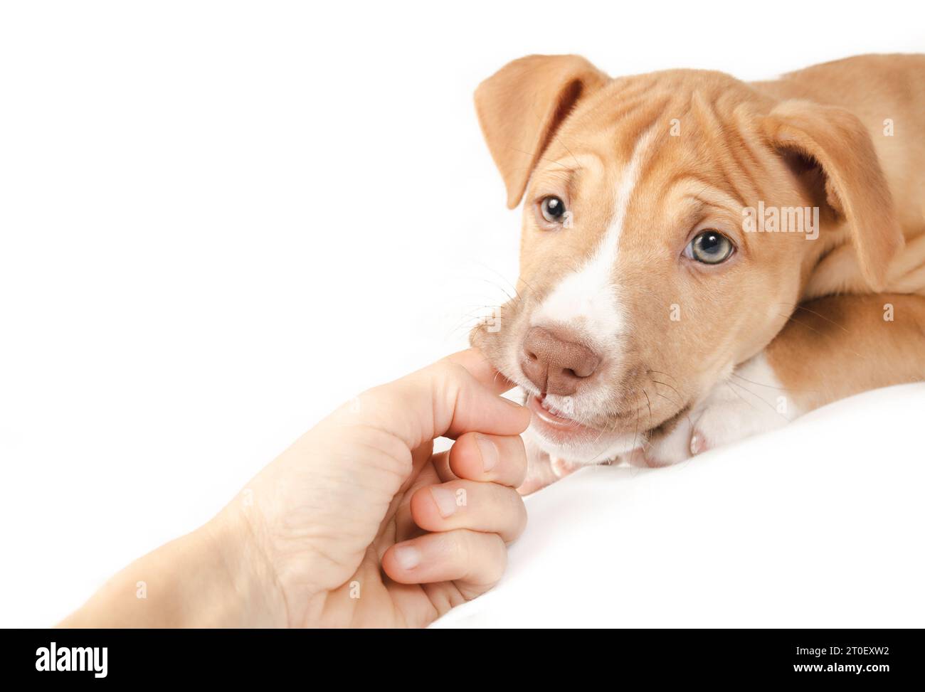 Puppy biting finger of person while looking at camera. Puppy dog ...