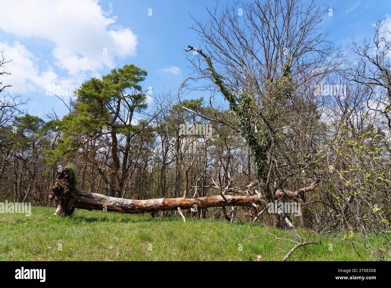 Landscape in the Rammersberg nature reserve near Karlstadt, Main ...
