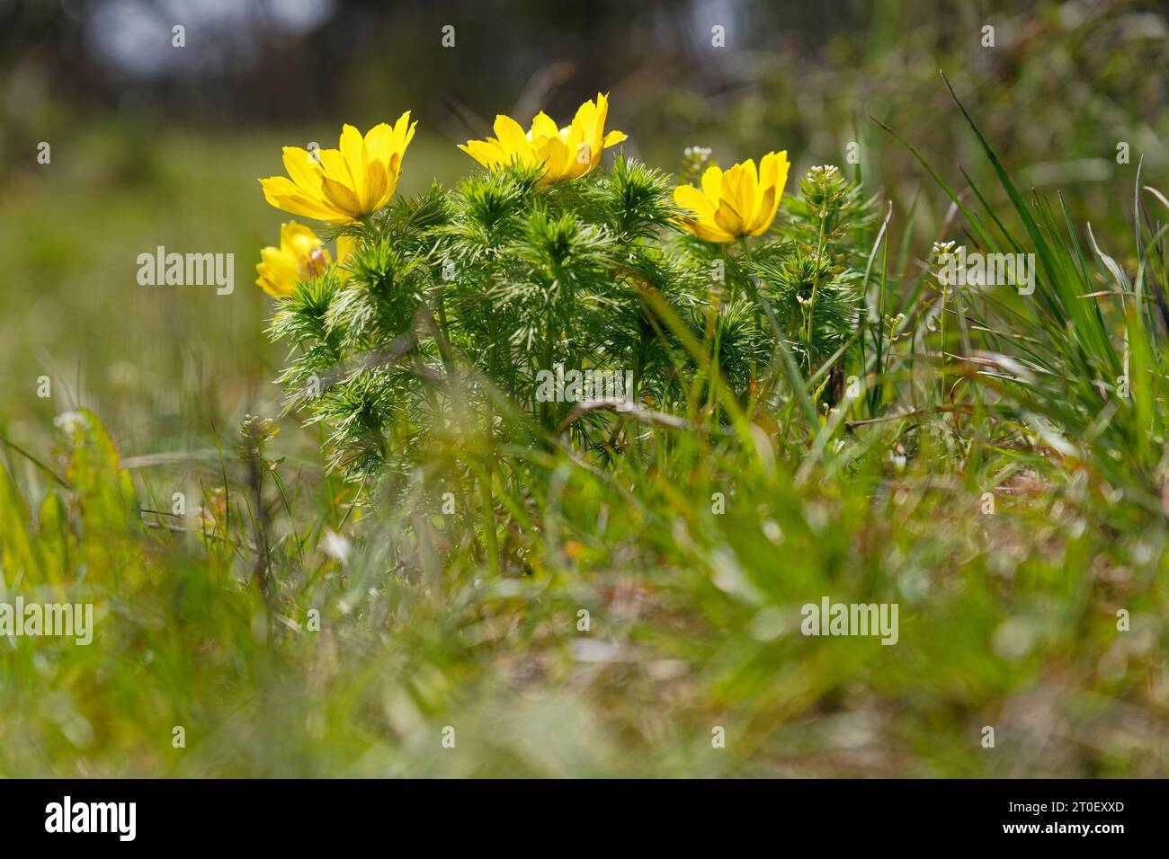 Spring Adonis Rose, Spring Adonis, Adonis vernalis Stock Photo - Alamy