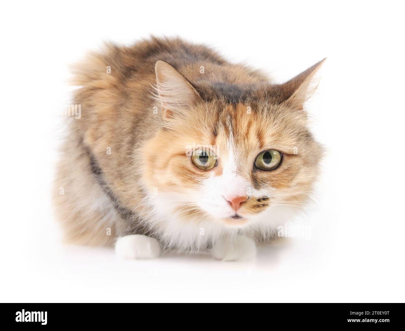 Body language legs hi-res stock photography and images - Alamy