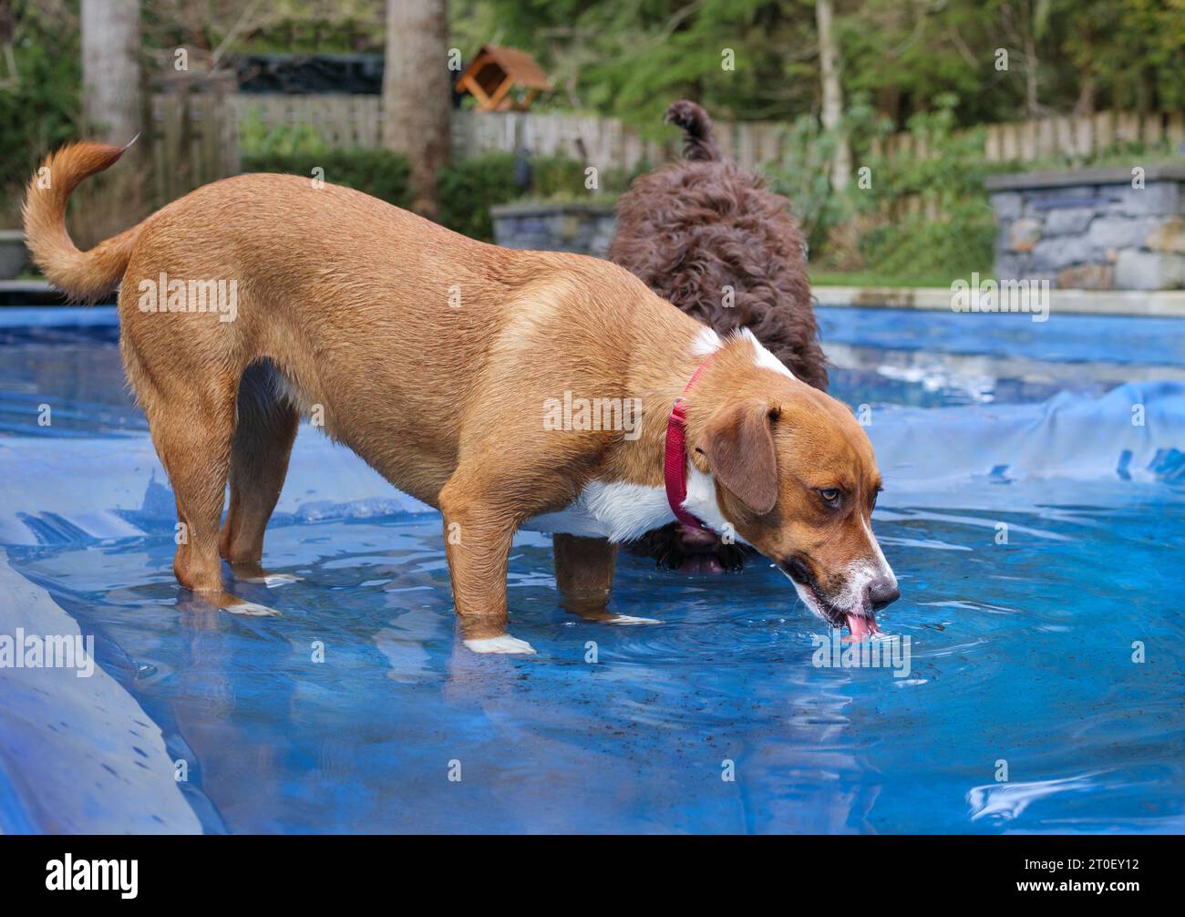 Two dogs drinking water from a in puddle. Puppy dog friends cooling ...