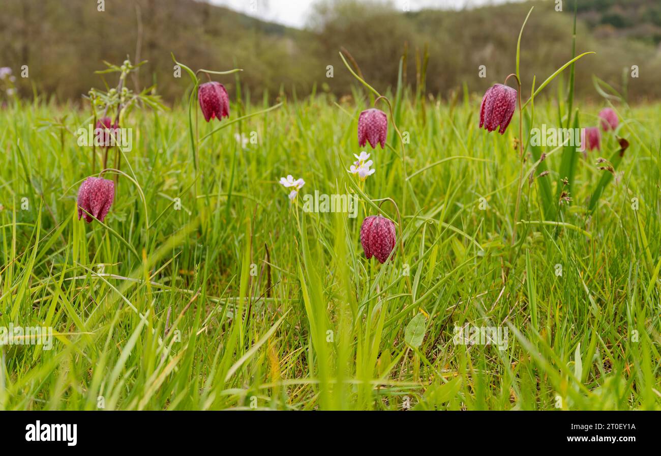 checkered lily, also known as fritillary or checkered daffodil ...