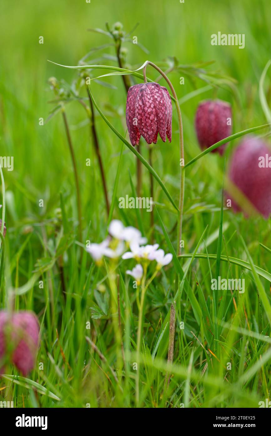 checkered lily, also known as fritillary or checkered daffodil ...
