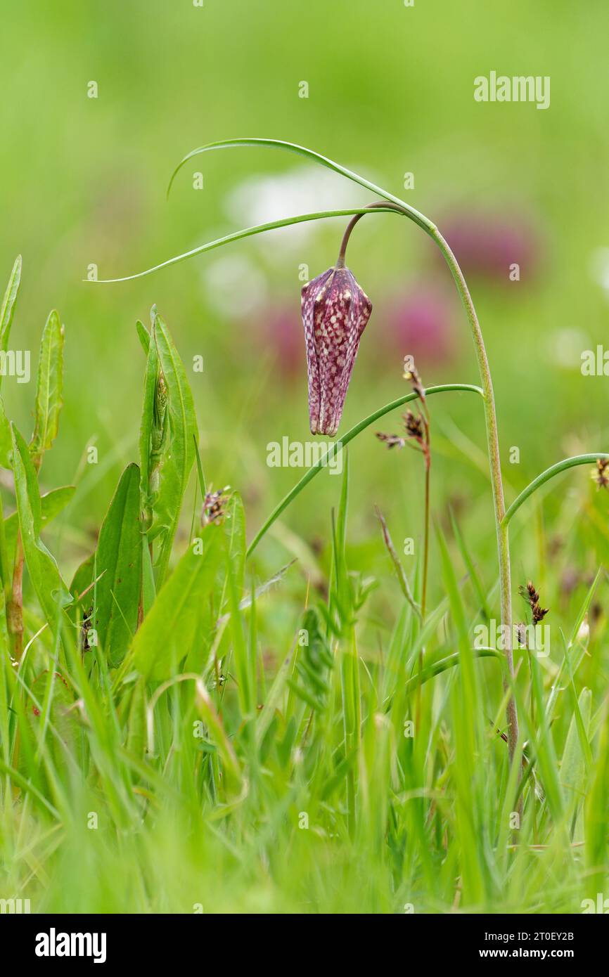 checkered lily, also known as fritillary or checkered daffodil ...