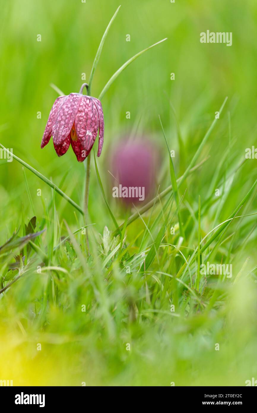 checkered lily, also known as fritillary or checkered daffodil ...