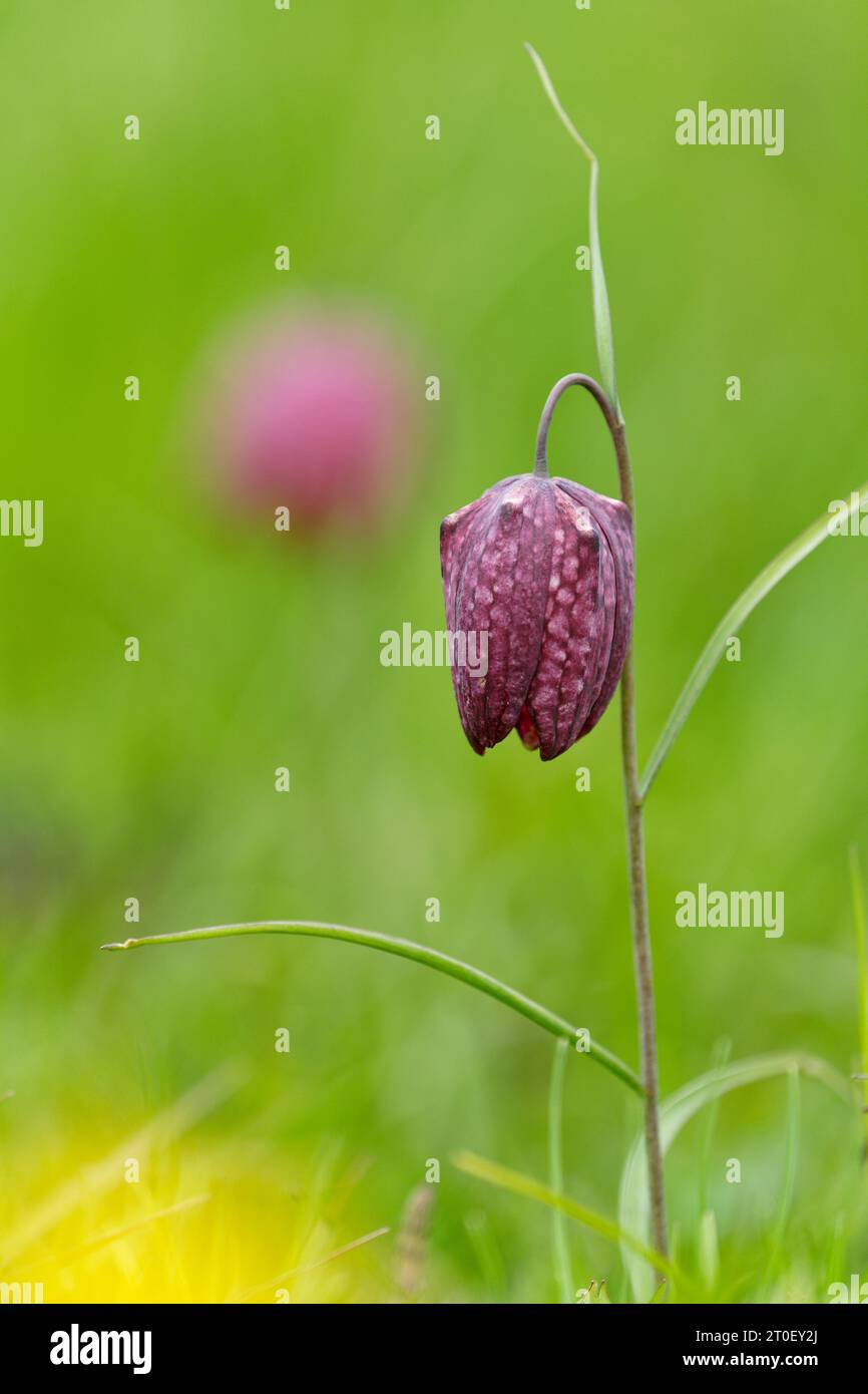 checkered lily, also known as fritillary or checkered daffodil ...
