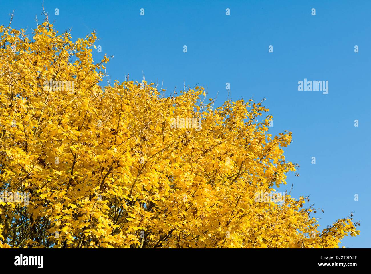 Opposite side of the colour wheel hi-res stock photography and images ...