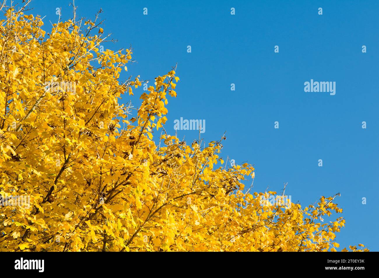 Opposite side of the colour wheel hi-res stock photography and images ...