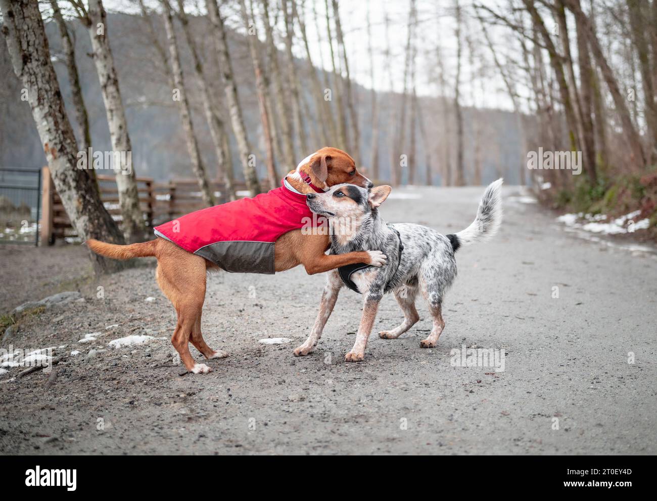Mixed wrestling hi-res stock photography and images - Alamy