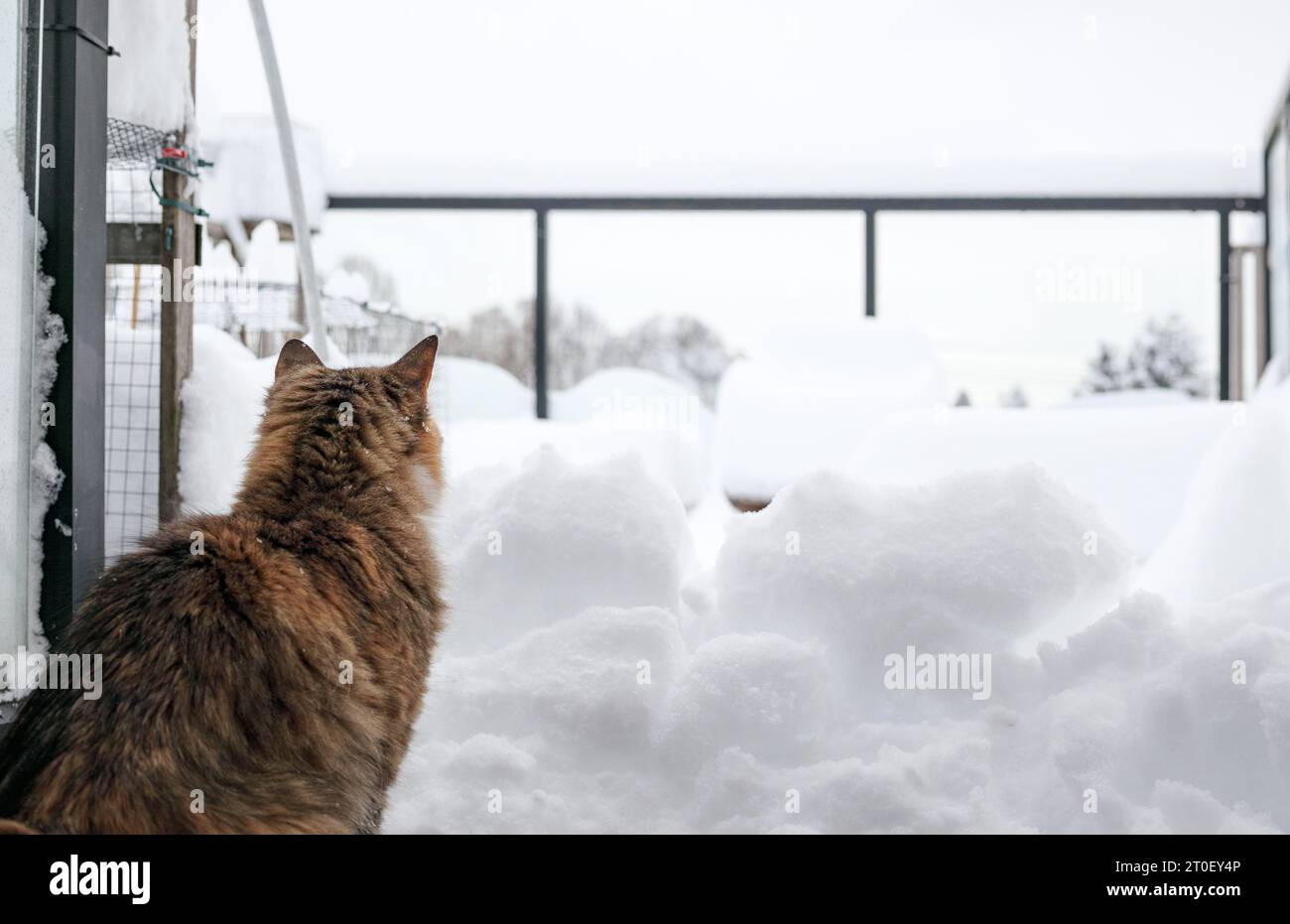 Cat in front of deep snow on balcony or patio after snow storm. Curios ...