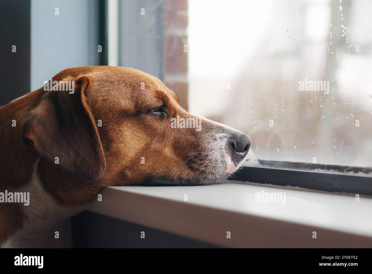 Bored dog with head on window sill while looking at the rain outside ...