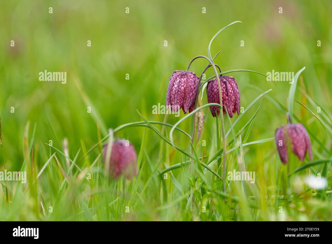 checkered lily, also known as fritillary or checkered daffodil ...