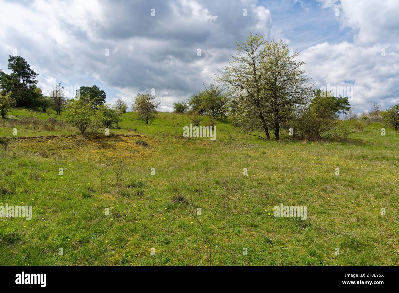 Landscape in the nature reserve dry grassland at the Kapellenberg near ...