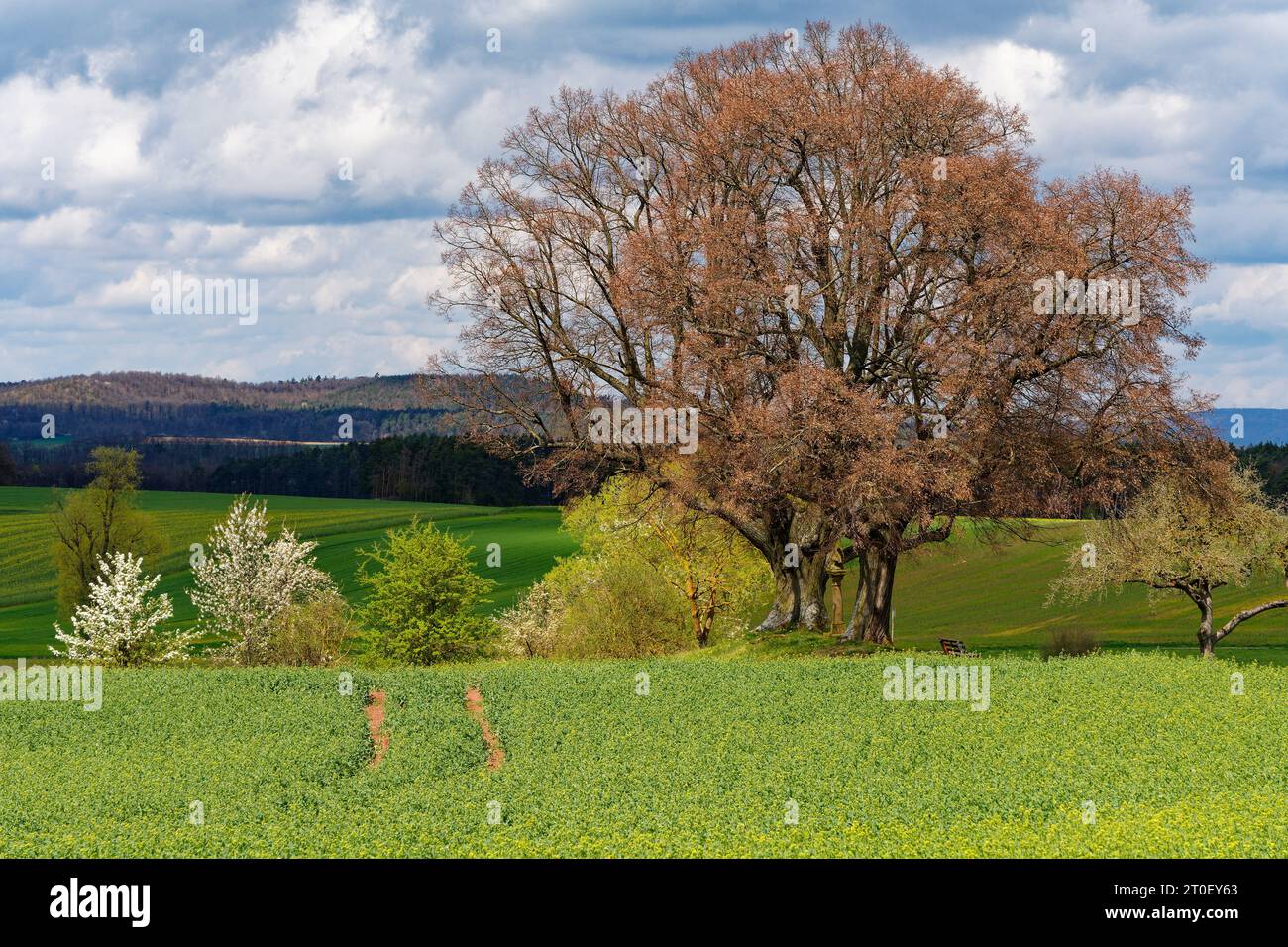 Landscape at the Kapellenberg near Alsleben, market Trappstadt ...