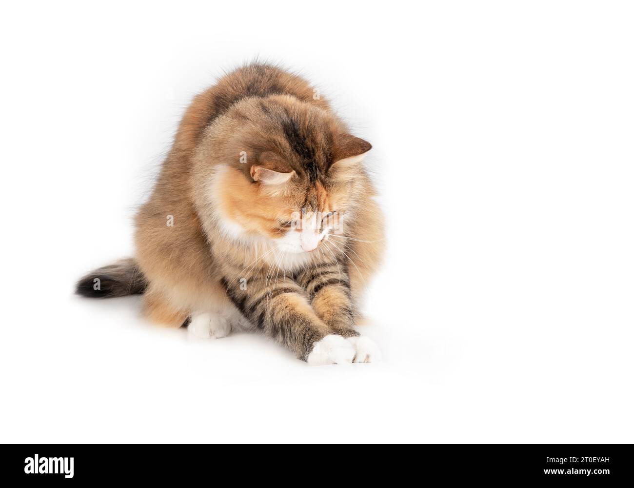 Cat playing with something between paws. Playful calico kitty caught a ...