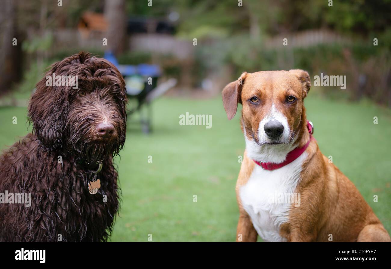 Two dogs sitting in front of defocused backyard looking at camera ...