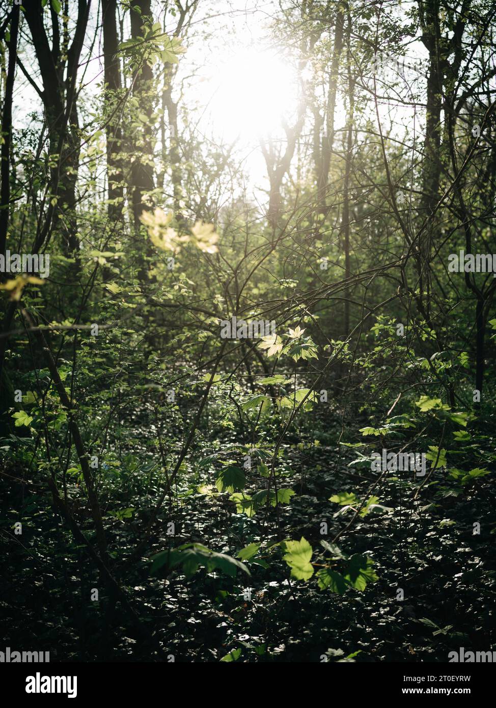 Forest backlit hi-res stock photography and images - Alamy