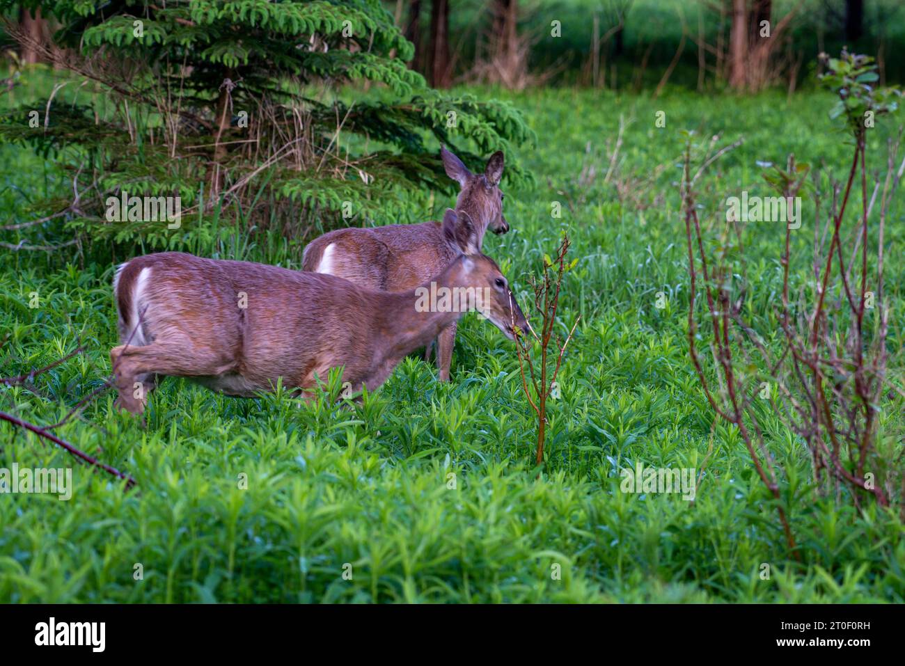 Cute white tailed deer in the forest of the south Ontario, Canada Stock ...