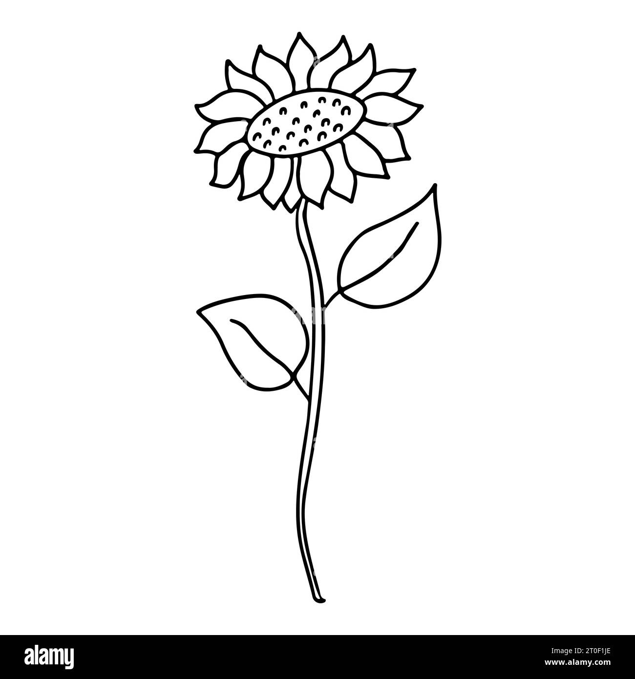 Sunflower. Hand drawn doodle style. Vector illustration isolated on ...