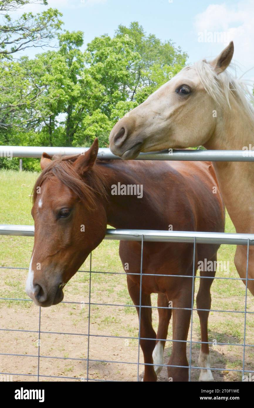 Horses at the fence hi-res stock photography and images - Alamy