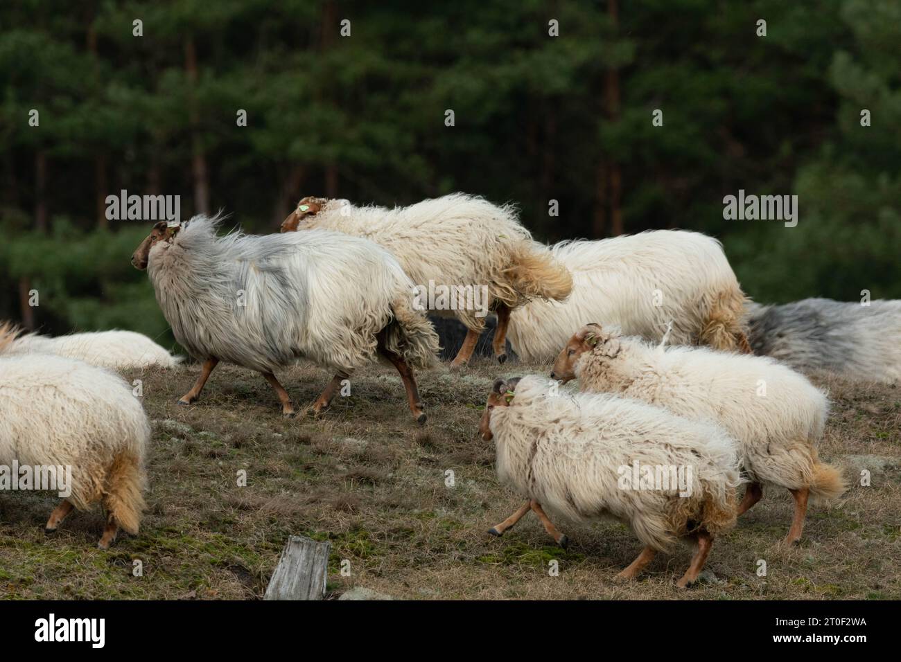 Long haired sheep hi-res stock photography and images - Alamy