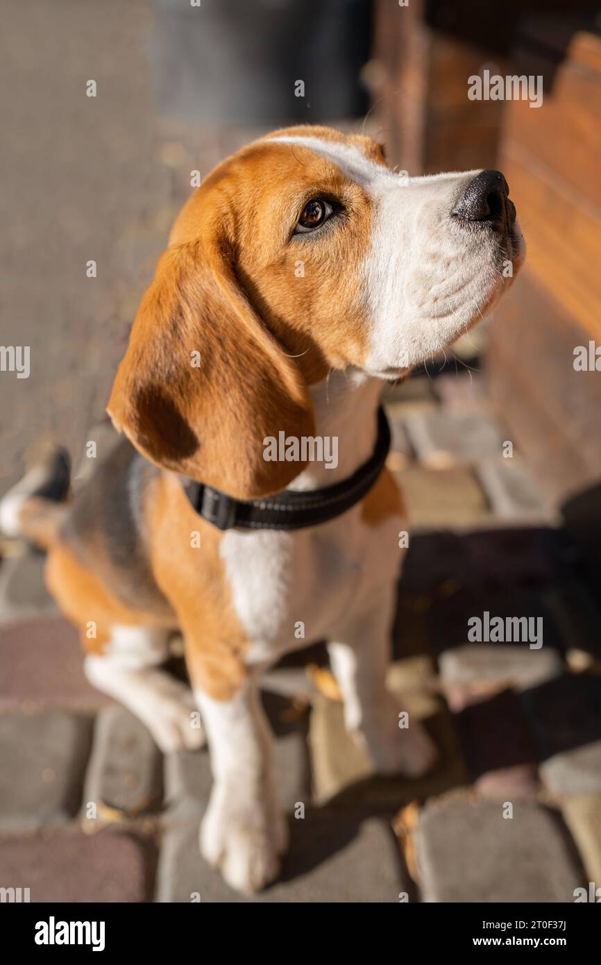 Beautiful and funny beagle puppy dog lies on the street near a cafe ...