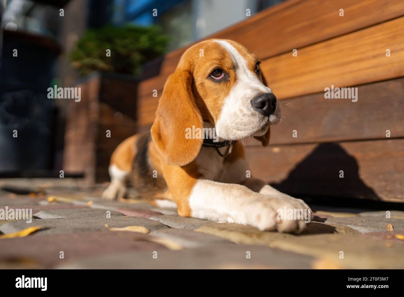 Beautiful and funny beagle puppy dog lies on the street near a cafe ...